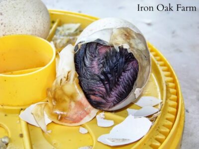 Breeding, Hatching, and Brooding Baby Turkeys - Backyard Poultry